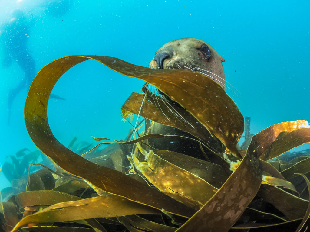 Lew morski Stellera - Marcin Dobas